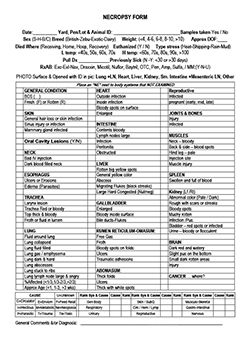 A Cut Above the Rest: 6 Steps for a More Useful Field Necropsy | Bovine Veterinarian